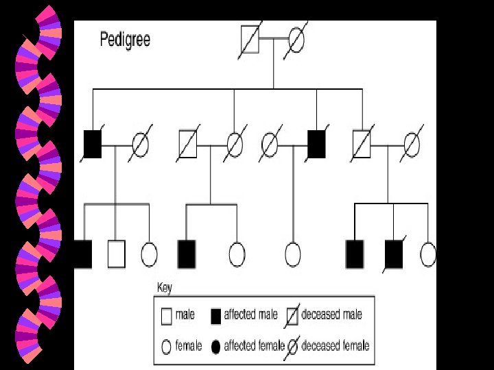 PEDIGREE Diagram of relationships in a family Representations
