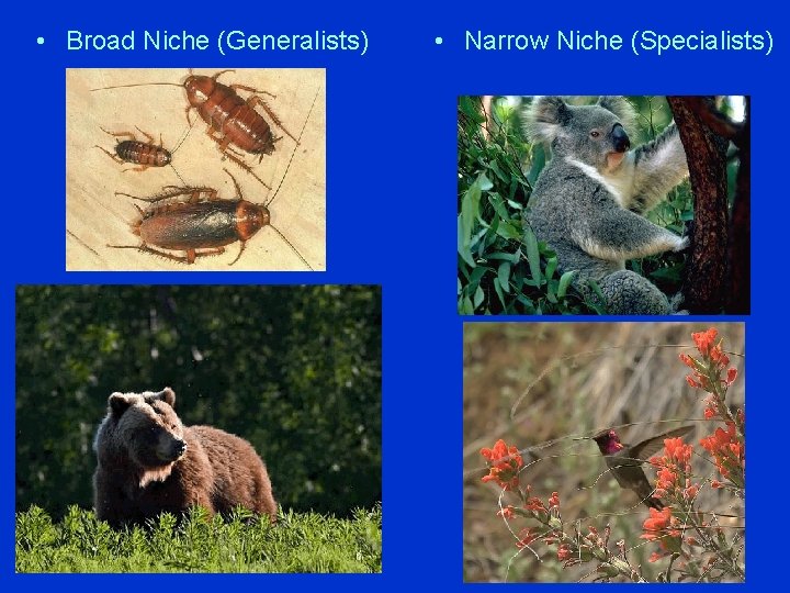 Biological Diversity biodiversity refers to all the different