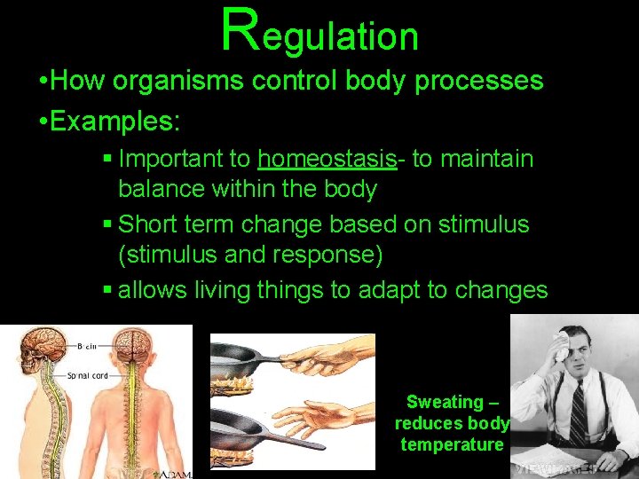 Characteristics of Living Things What is Biology Biology