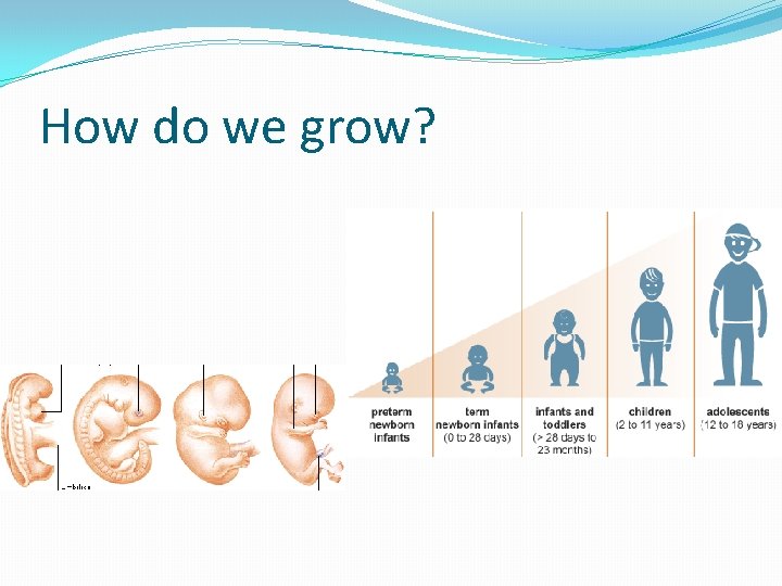 How do we grow 5 1 The Cell