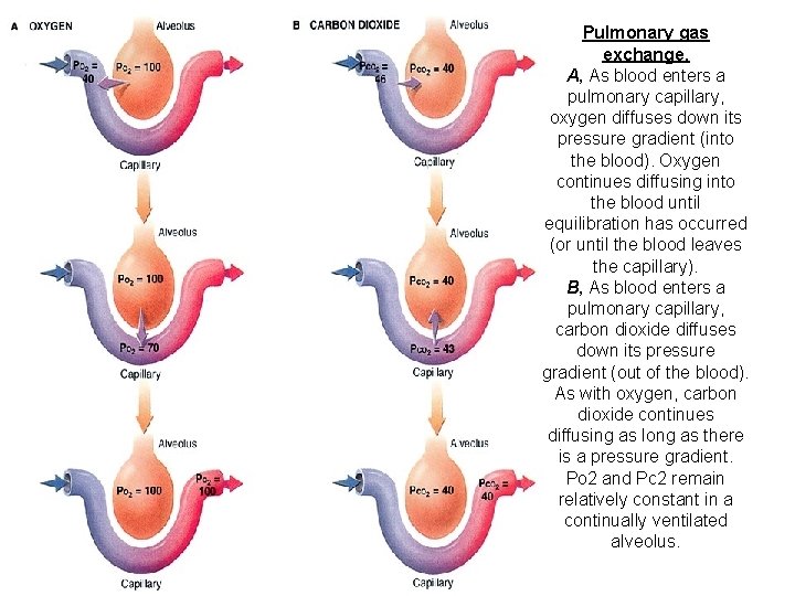Structure of the Respiratory System Overall Function of