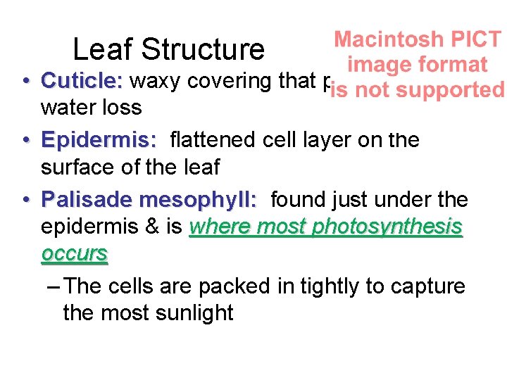 Chapter Objective 6 The Function of Stems Stems