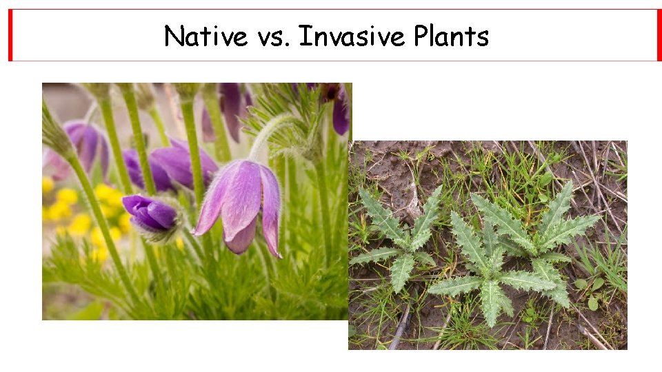 Intro to Terrestrial Investigations Abiotic and Biotic Factors