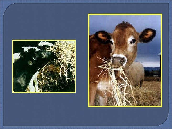 Leaving Certificate Agricultural Science Rearing Calves Learning Outcomes