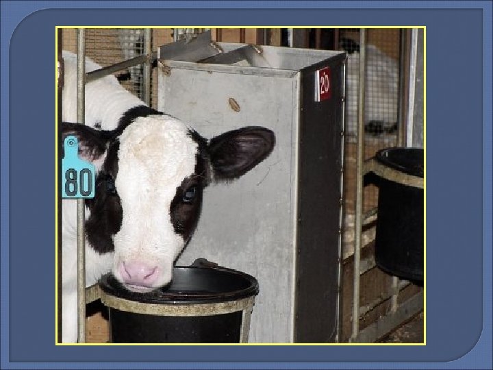 Leaving Certificate Agricultural Science Rearing Calves Learning Outcomes