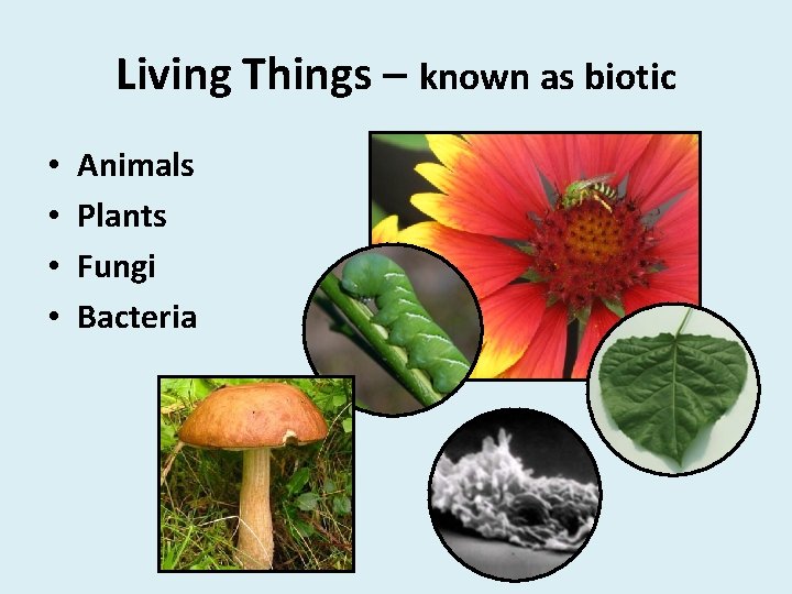 ECOLOGY Ecology interaction between living and nonliving things