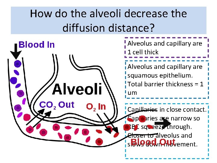 The Lungs How are the lungs adapted to