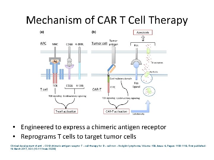 CART Cell Therapy Suzanne Schauwecker MD Ph D