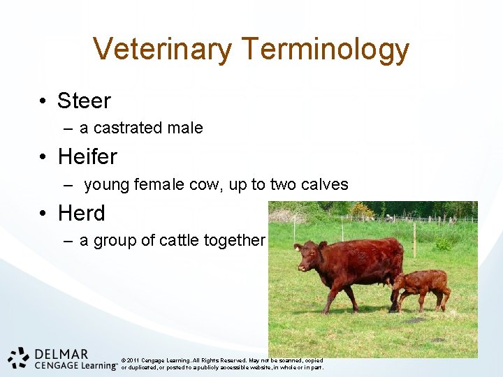 Chapter 18 Beef and Dairy Cattle Breed Identification
