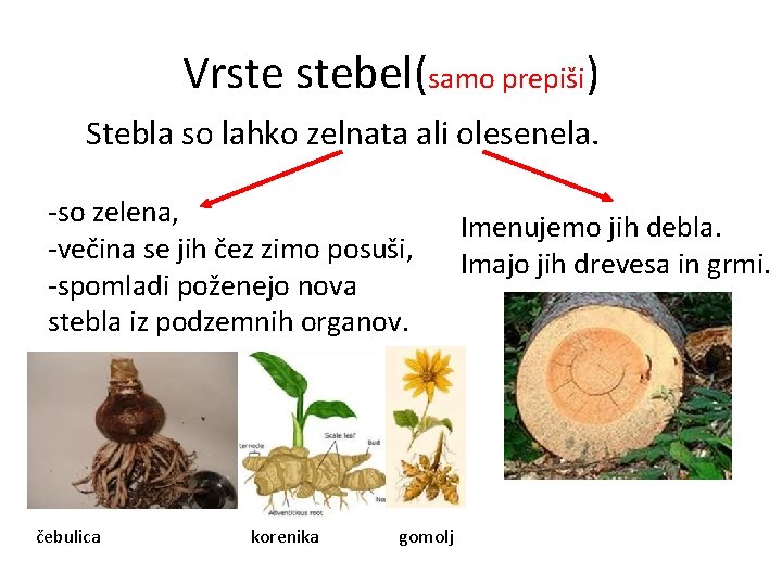 STEBLO Snov je v ubeniku na str 68