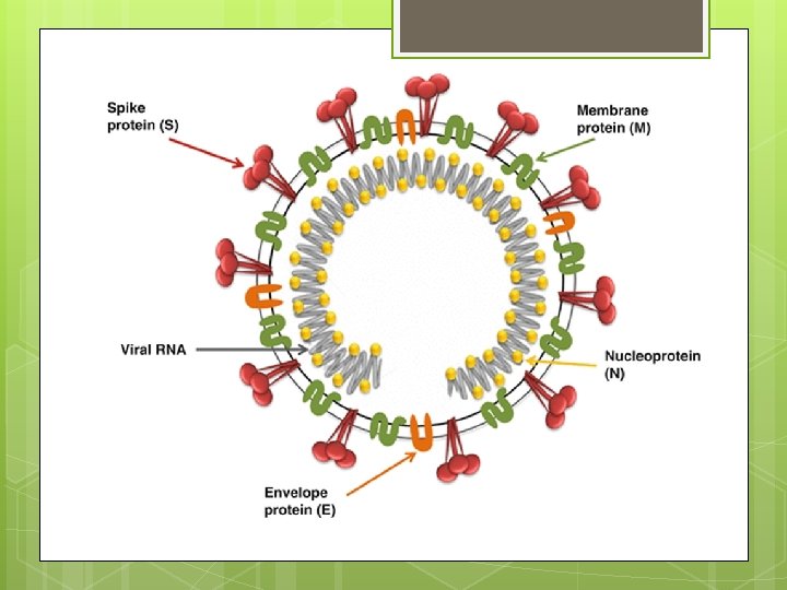 INFECTIOUS BRONCHITI S Avian Pathology DR SANJIV KUMAR