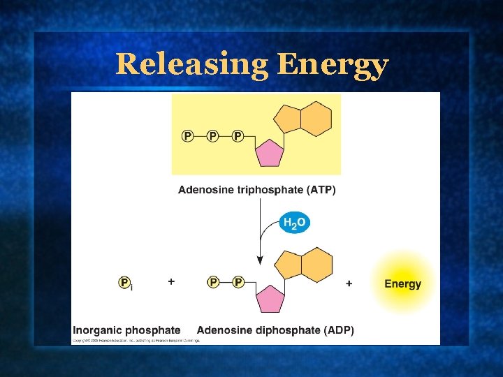Chemical Reactions and Enzymes Chapter 8 An Introduction