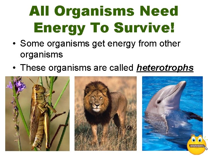 Energy Flow in Ecosystems All Organisms Need Energy