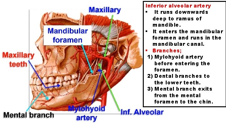 Maxillary artery Maxillary artery Origin the larger of