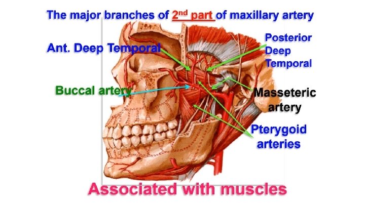 Maxillary artery Maxillary artery Origin the larger of