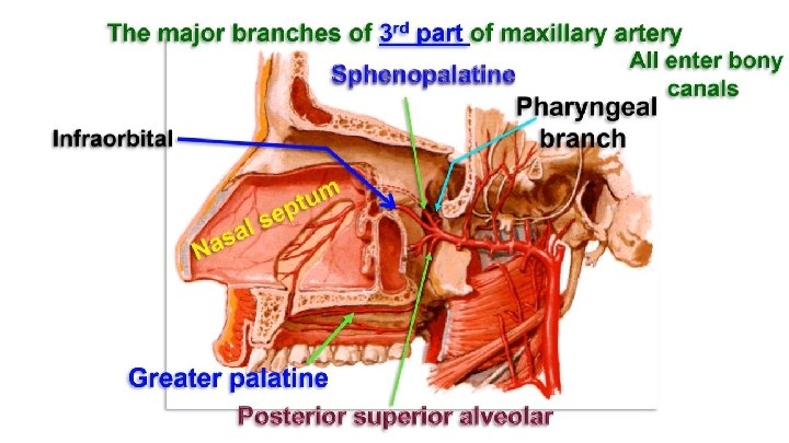 Maxillary artery Maxillary artery Origin the larger of