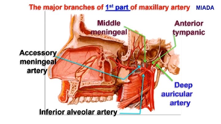 Maxillary artery Maxillary artery Origin the larger of