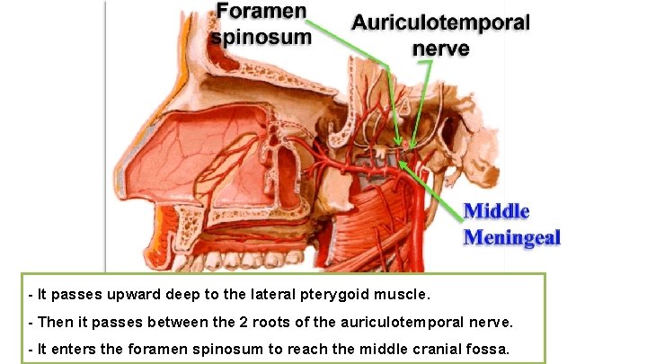 Maxillary artery Maxillary artery Origin the larger of
