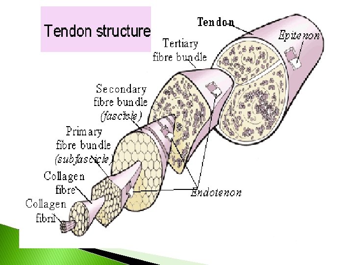 Department of Surgery Directed by Professor Dr Mohammed