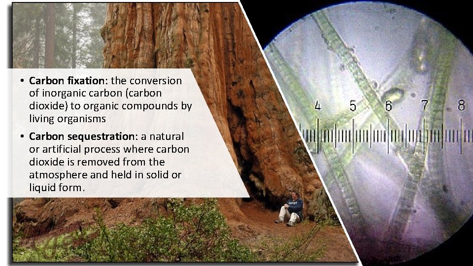 How does carbon sequestration from natural forest regrowth