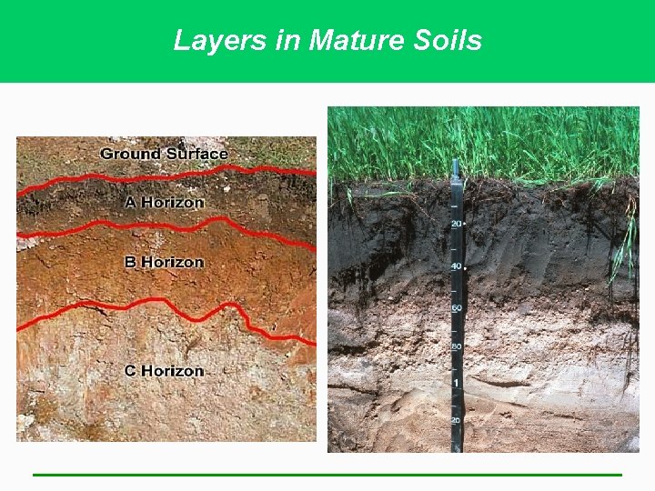 Food Soil and Pest Management Chapter 12 Science