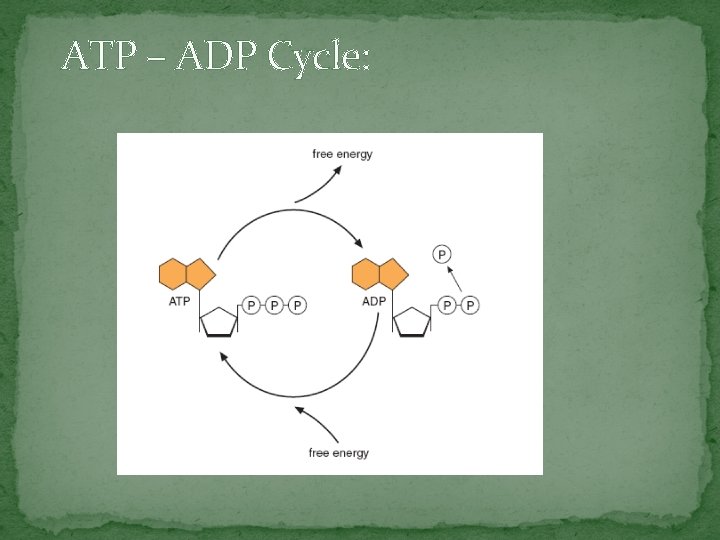 Ch 9 Photosythesis and Cellular Respiration Honors Biology