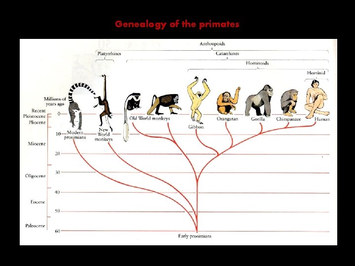 BOTH FACT AND THEORY The Species How does
