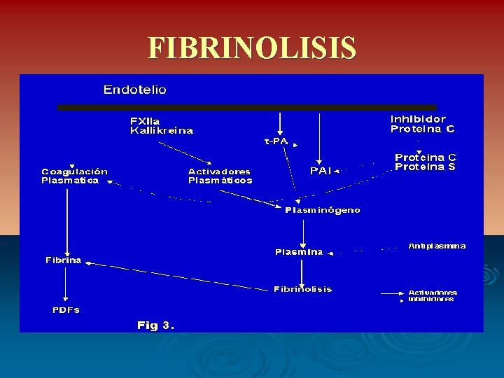 COAGULACION INTRAVASCULAR DISEMINADA Dr Juan C Vergottini HOMEOSTASIS