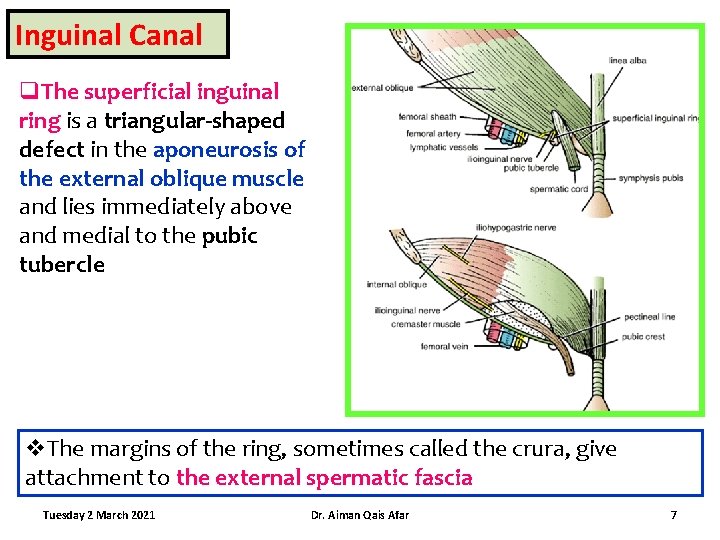 INGUINAL REGION Dr Aiman Qais Afar Surgical Anatomist