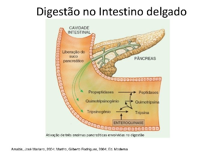 Anatomia do Estmago Curvaturas Pequena Curvatura Grande Curvatura