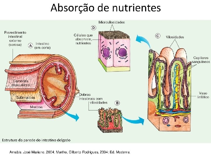 Anatomia do Estmago Curvaturas Pequena Curvatura Grande Curvatura