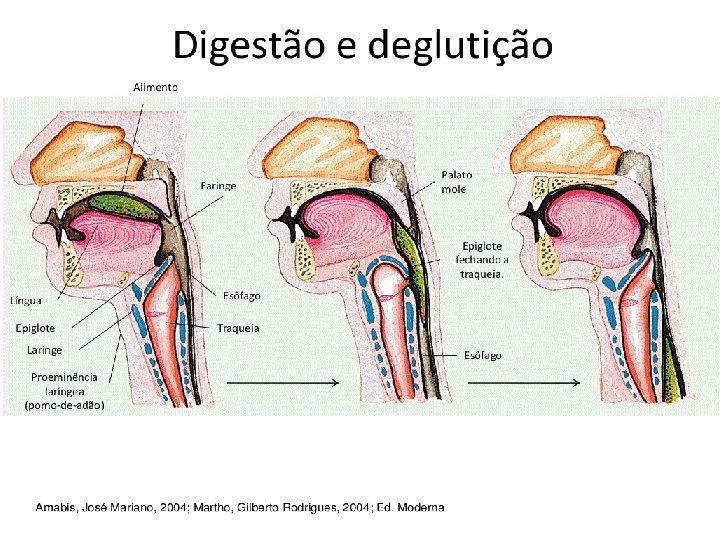 Anatomia do Estmago Curvaturas Pequena Curvatura Grande Curvatura