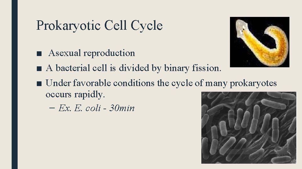 Cell Division Ms Rosendo 10 B Biology Objetive