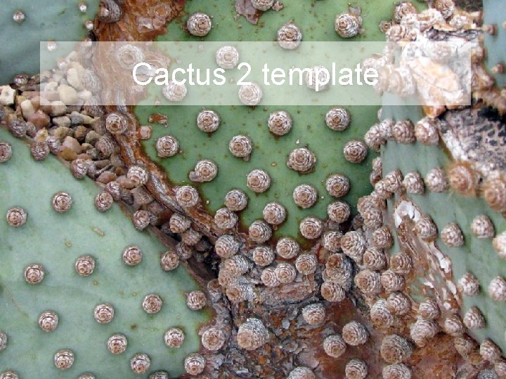 Cactus 2 template Example bullet point slide Bullet