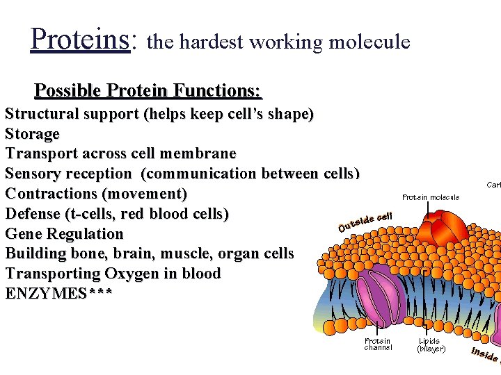 Learning Objectives The structure of proteins and their