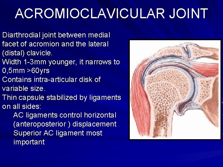 ACROMIOCLAVICULAR JOINT Diarthrodial joint between medial facet of