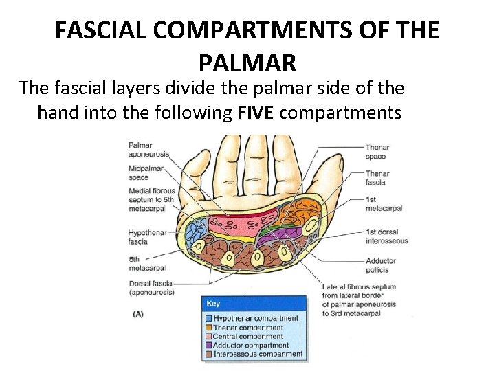 UPPER LIMBHAND DR AMAL ALBTOOSH ORGANIZATION OF THE