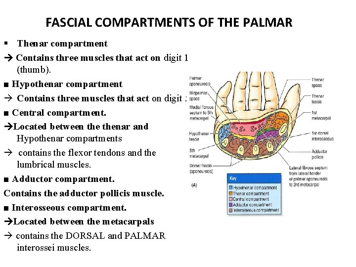 UPPER LIMBHAND DR AMAL ALBTOOSH ORGANIZATION OF THE
