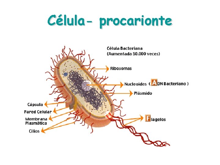MORFOLOGIA BACTERIANA Prof Flavio Hernandez Clula Unidade estrutural