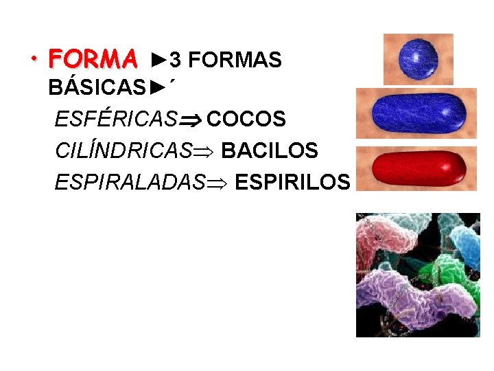 MORFOLOGIA BACTERIANA Prof Flavio Hernandez Clula Unidade estrutural