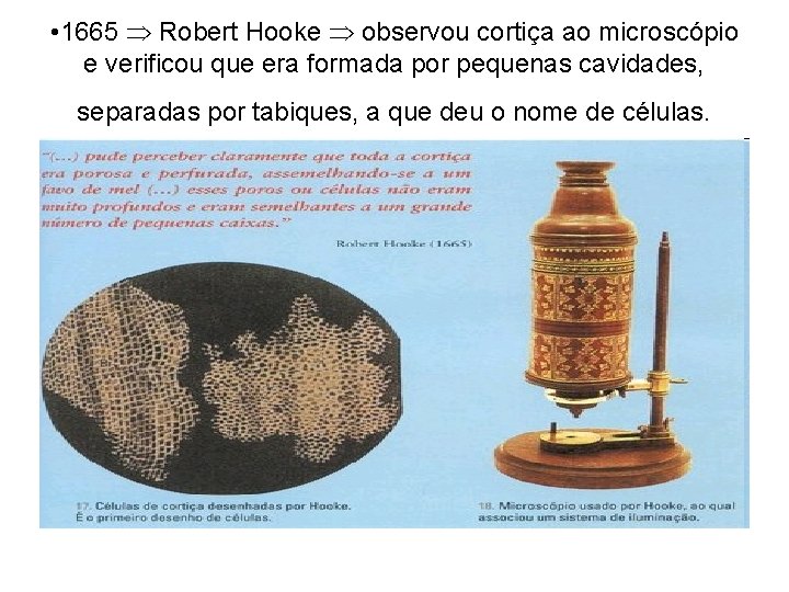 MORFOLOGIA BACTERIANA Prof Flavio Hernandez Clula Unidade estrutural