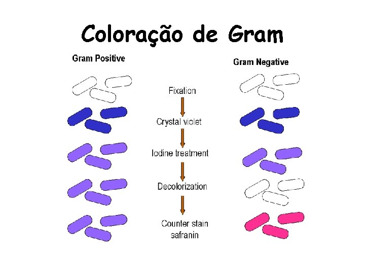 MORFOLOGIA BACTERIANA Prof Flavio Hernandez Clula Unidade estrutural