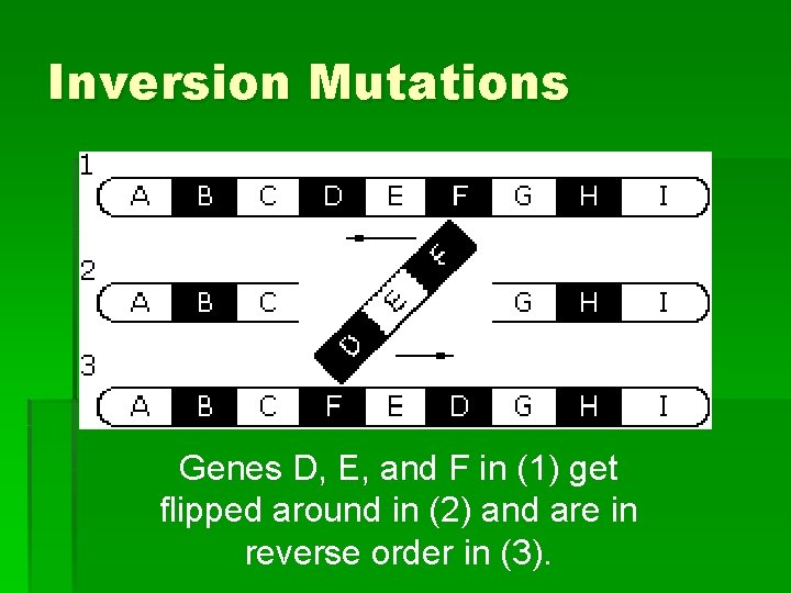 Types of Mutations Not these Point Mutations One