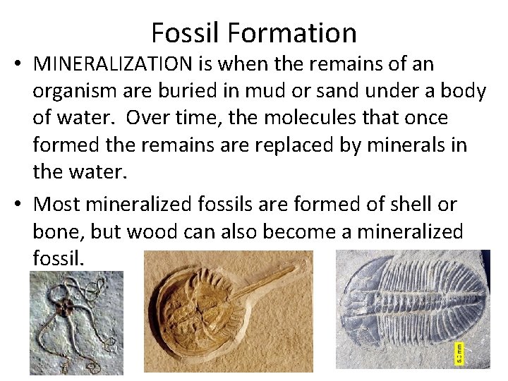 Lesson 1 Fossil Evidence Fossils When organisms die
