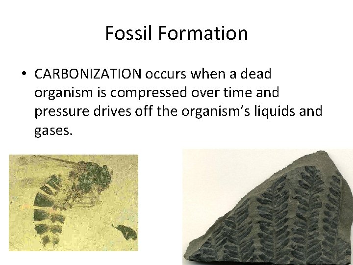 Lesson 1 Fossil Evidence Fossils When organisms die