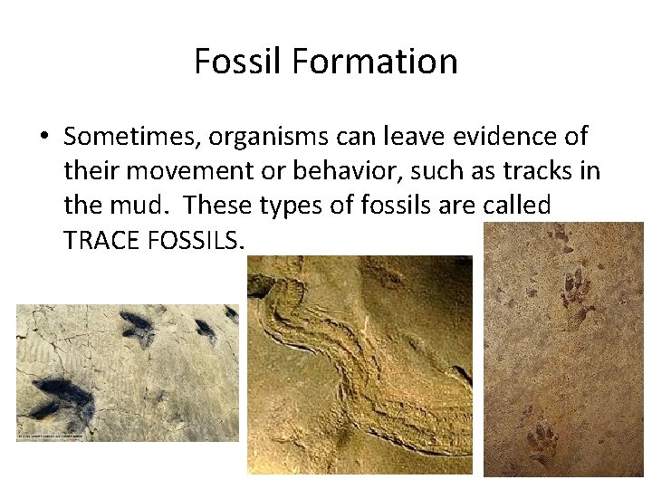 Lesson 1 Fossil Evidence Fossils When organisms die