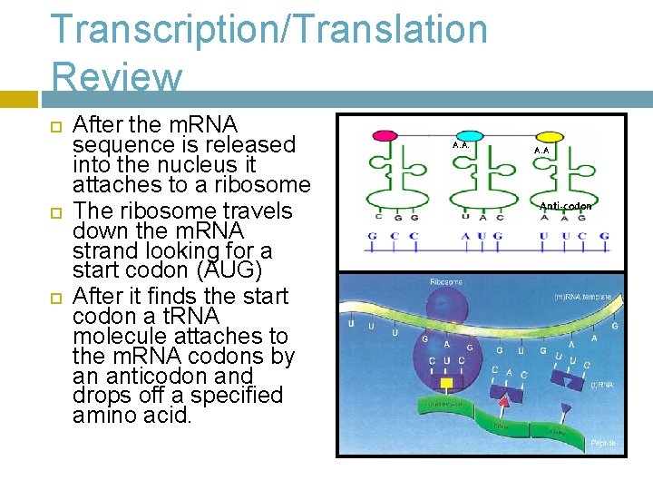 MUTATIONS Unit 4 Part 1 Central Dogma of