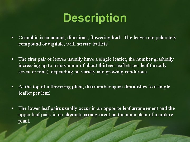 Hemp The Solution Taxonomy Kingdom Plantae Clade Angiosperms