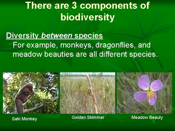 Biodiversity Who cares What do you think biodiversity