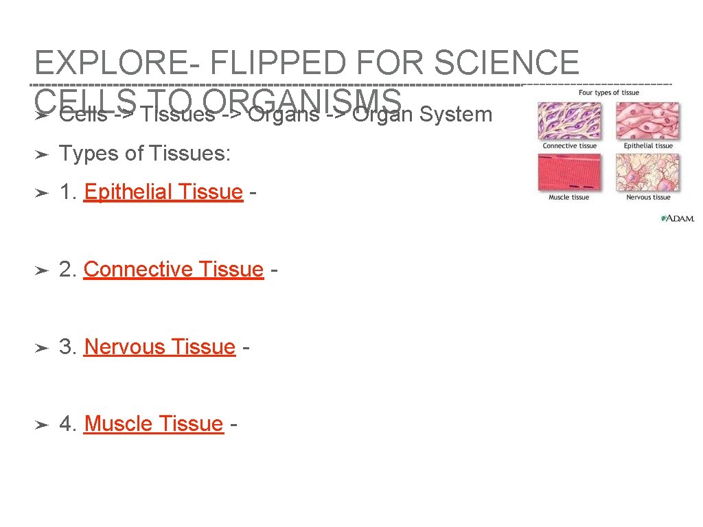 HOMEOSTASIS Big Q How is the human body